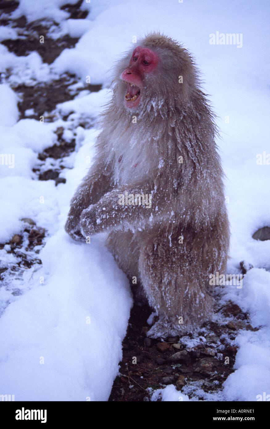 Japanese Macaque (snow monkey) in a fight. Japan, Japanese Alps Stock ...
