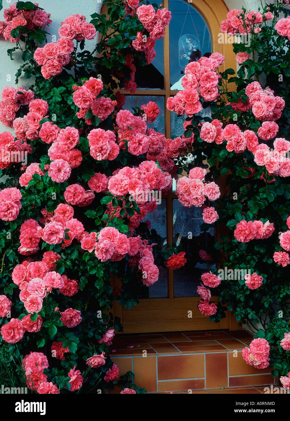 Upright shrub rose hi-res stock photography and images - Alamy