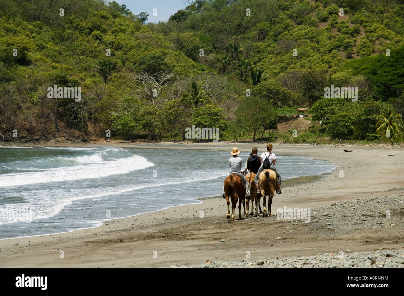 Horses on beach at Punta Islita Nicoya Pennisula Pacific Coast Costa ...