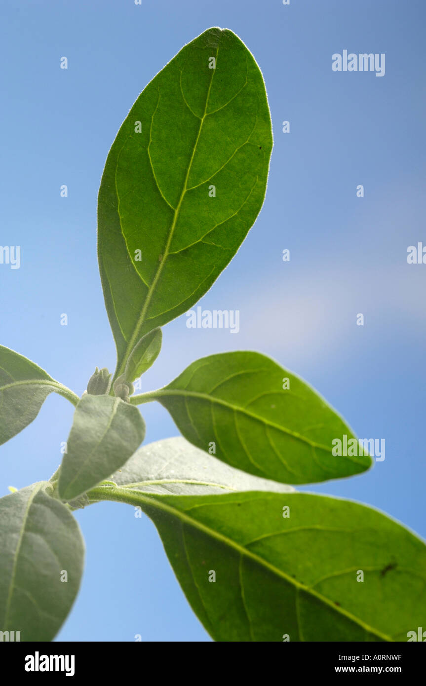 Ashwagandha / Indian Ginseng Stock Photo - Alamy