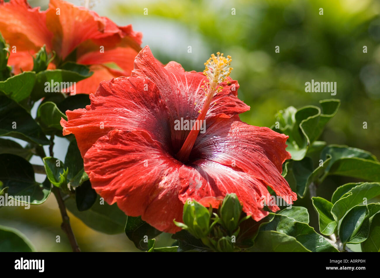 Red hibiscus flowers Costa Rica Central America Stock Photo - Alamy