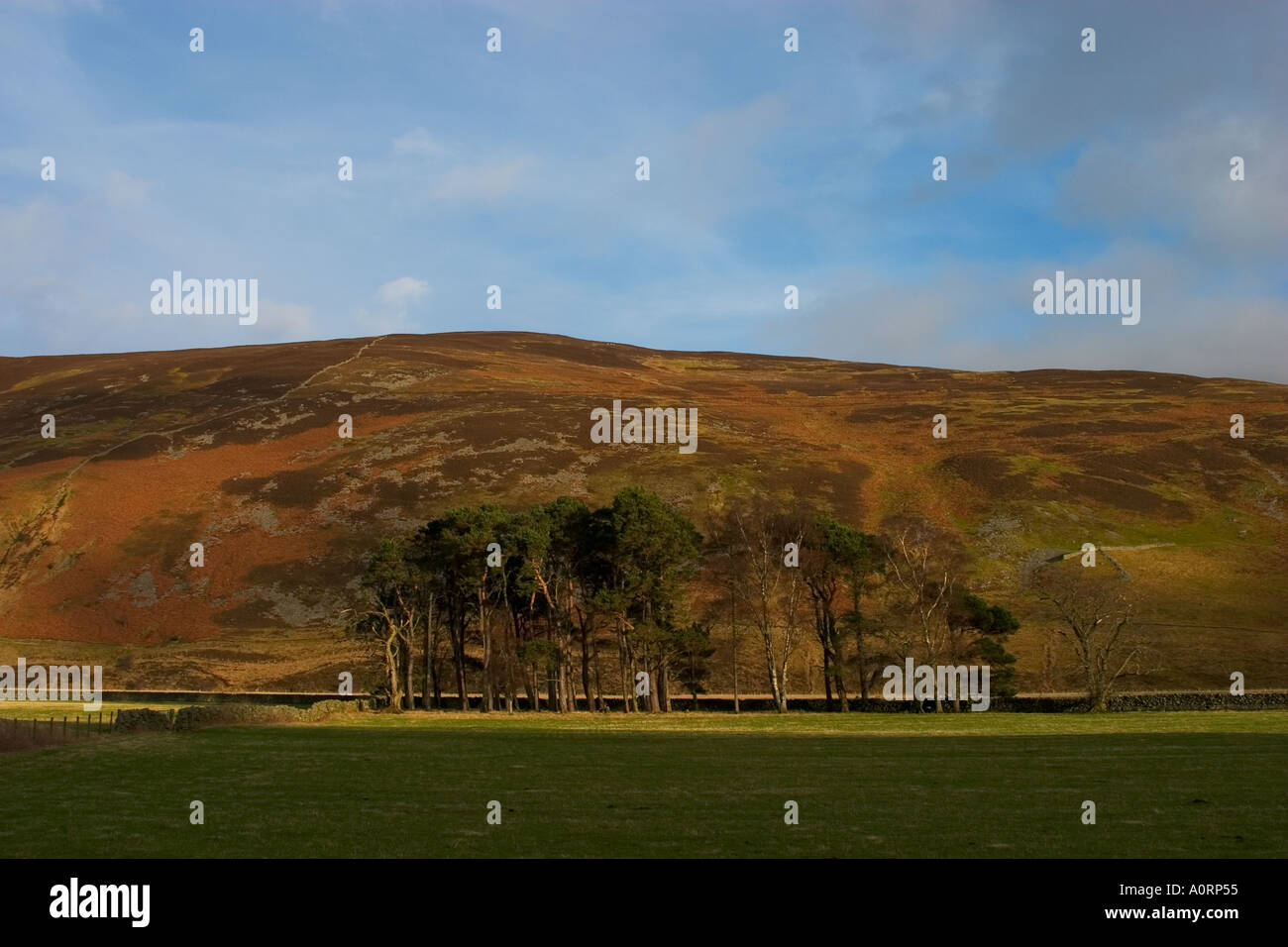 Group of trees in a field in the Scottish borders Stock Photo - Alamy