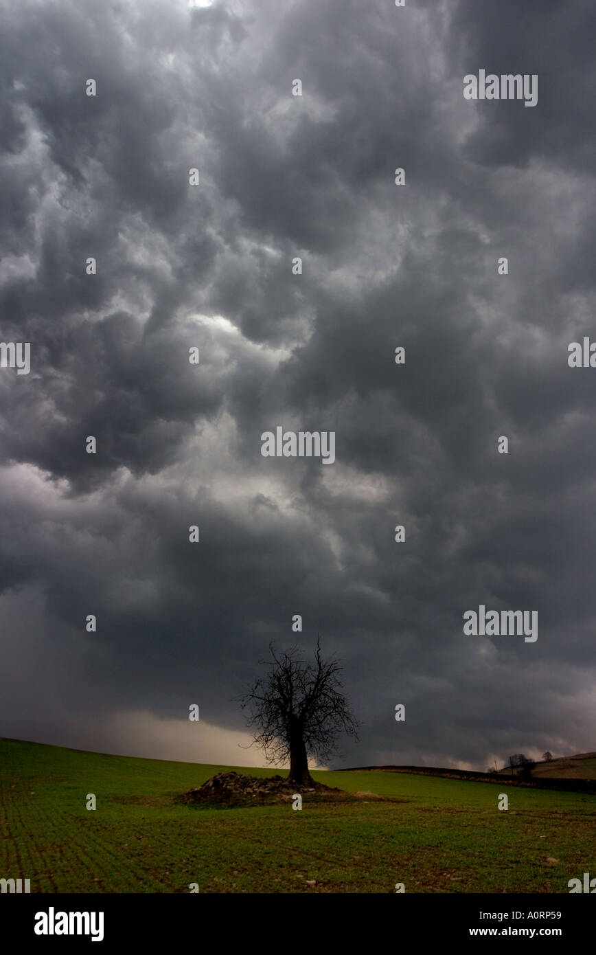 Spooky dead tree under a gathering storm Stock Photo - Alamy