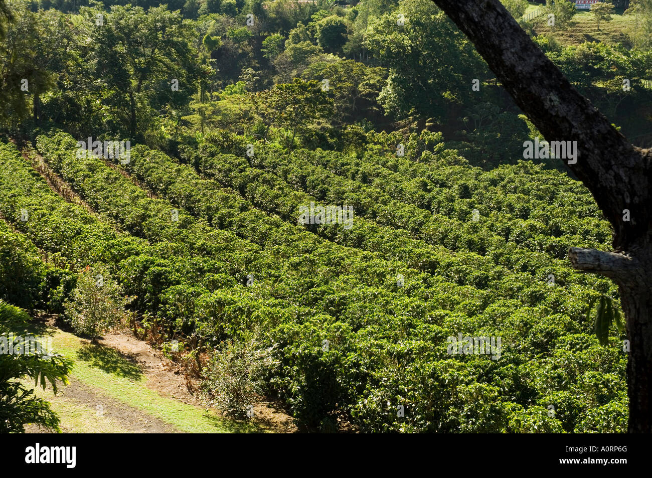 Coffee plantation near poas volcano hi-res stock photography and images ...