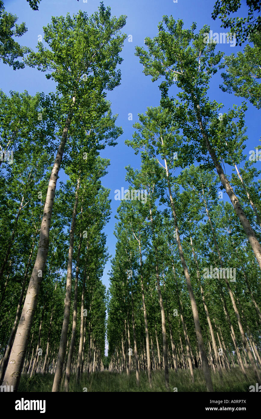 Poplar plantations hi-res stock photography and images - Alamy
