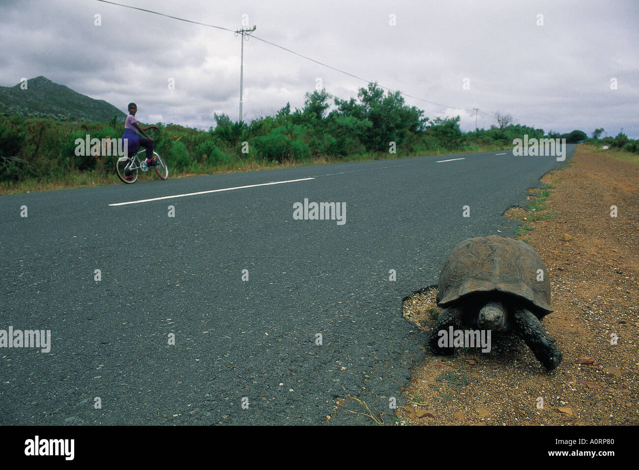 boy on a bike looking at a tortoise on the road cape town south africa ...