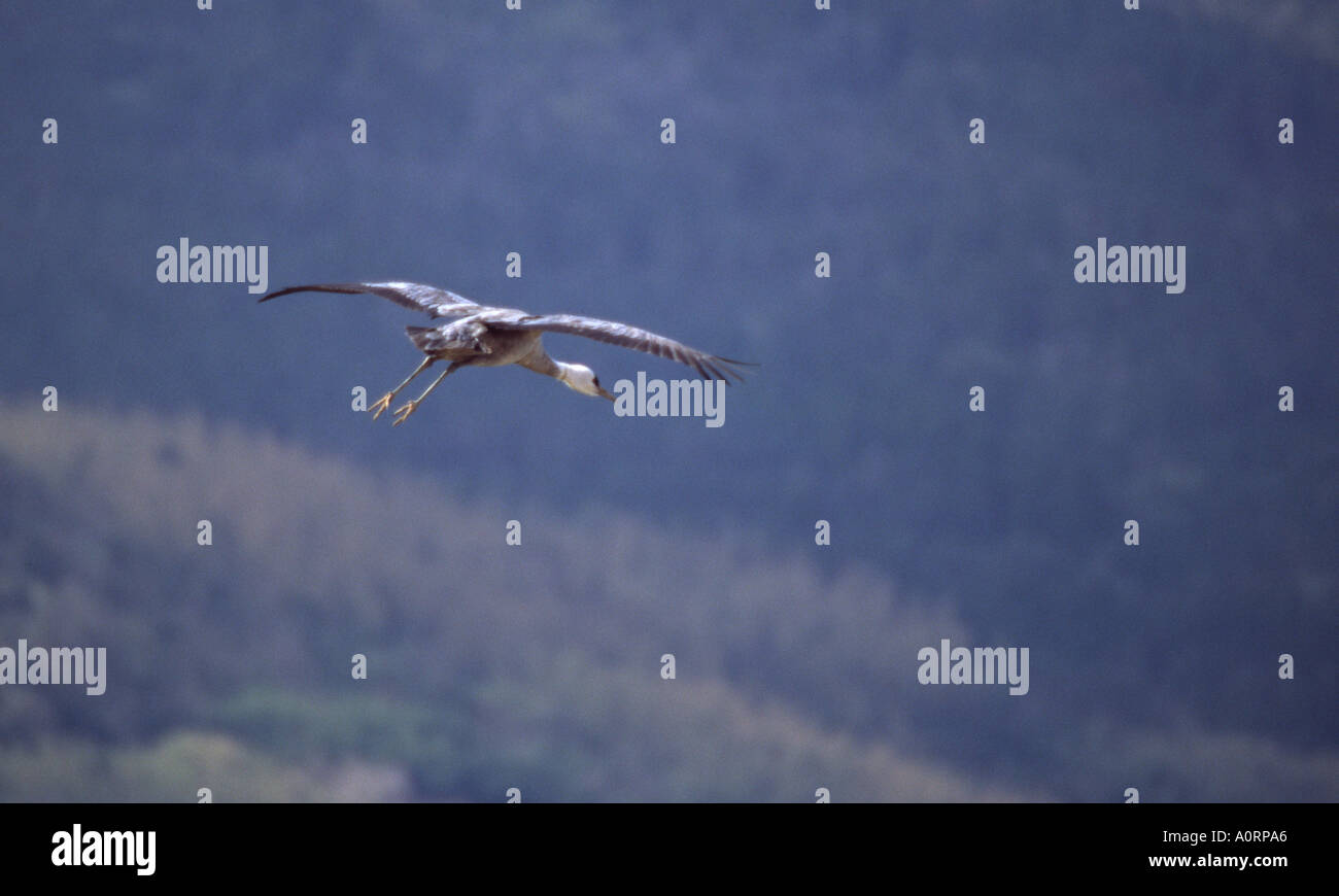 Crane flight wings hi-res stock photography and images - Alamy