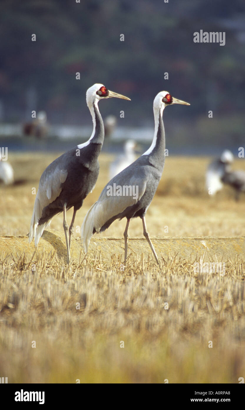 White Naped Crane pair In Japan Stock Photo - Alamy