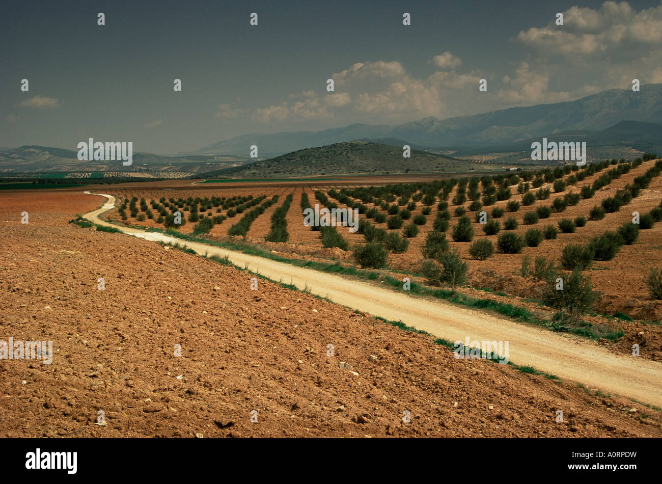 Landscape with olive trees near Jaen Andalucia Spain Europe Stock Photo ...