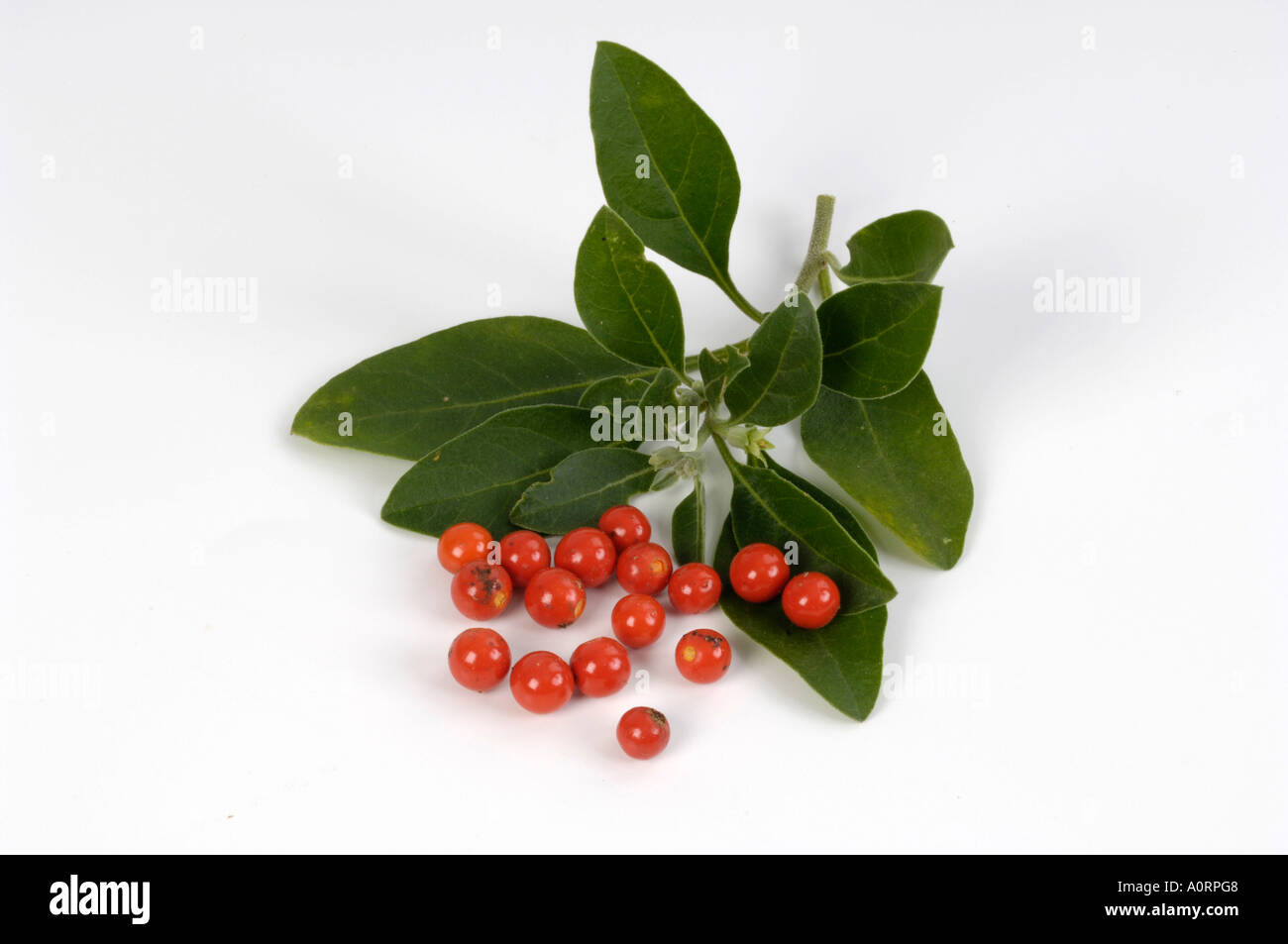 Ashwagandha / Indian Ginseng Stock Photo - Alamy