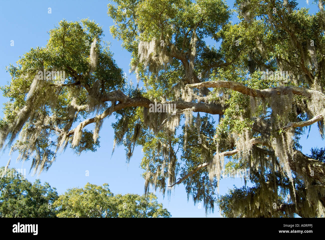 Spanish moss alabama hi-res stock photography and images - Alamy