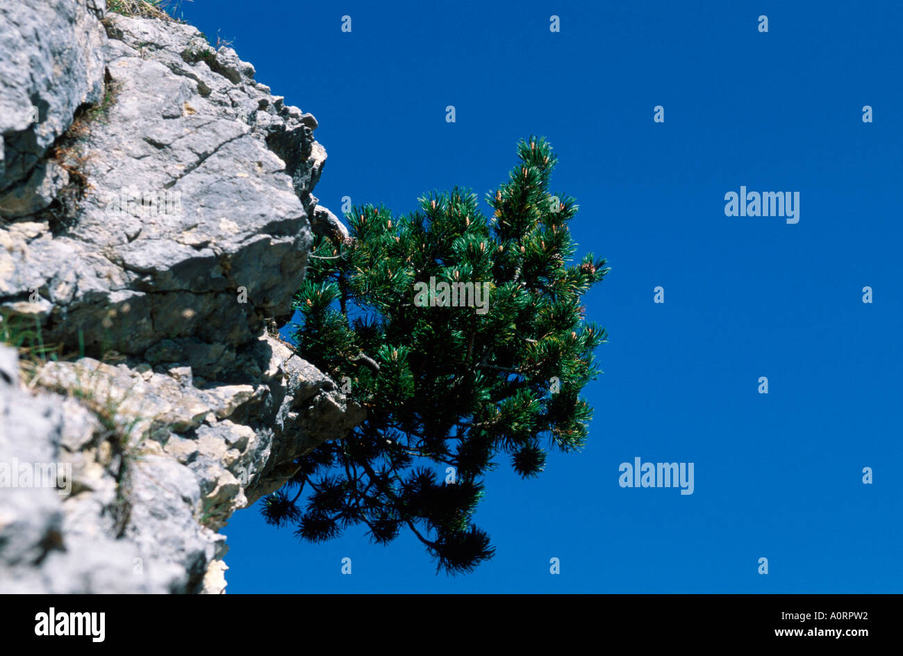 Swiss Mountain Pine / Latschenkiefer Stock Photo - Alamy