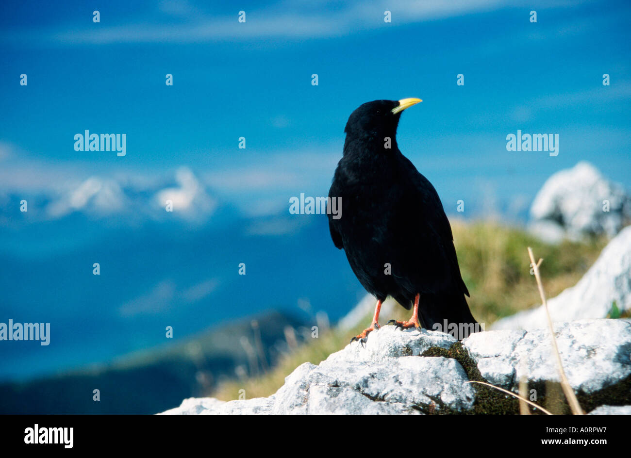 Alpendohle deutschland hi-res stock photography and images - Alamy