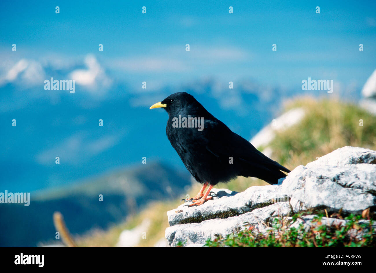Alpendohle hi-res stock photography and images - Alamy