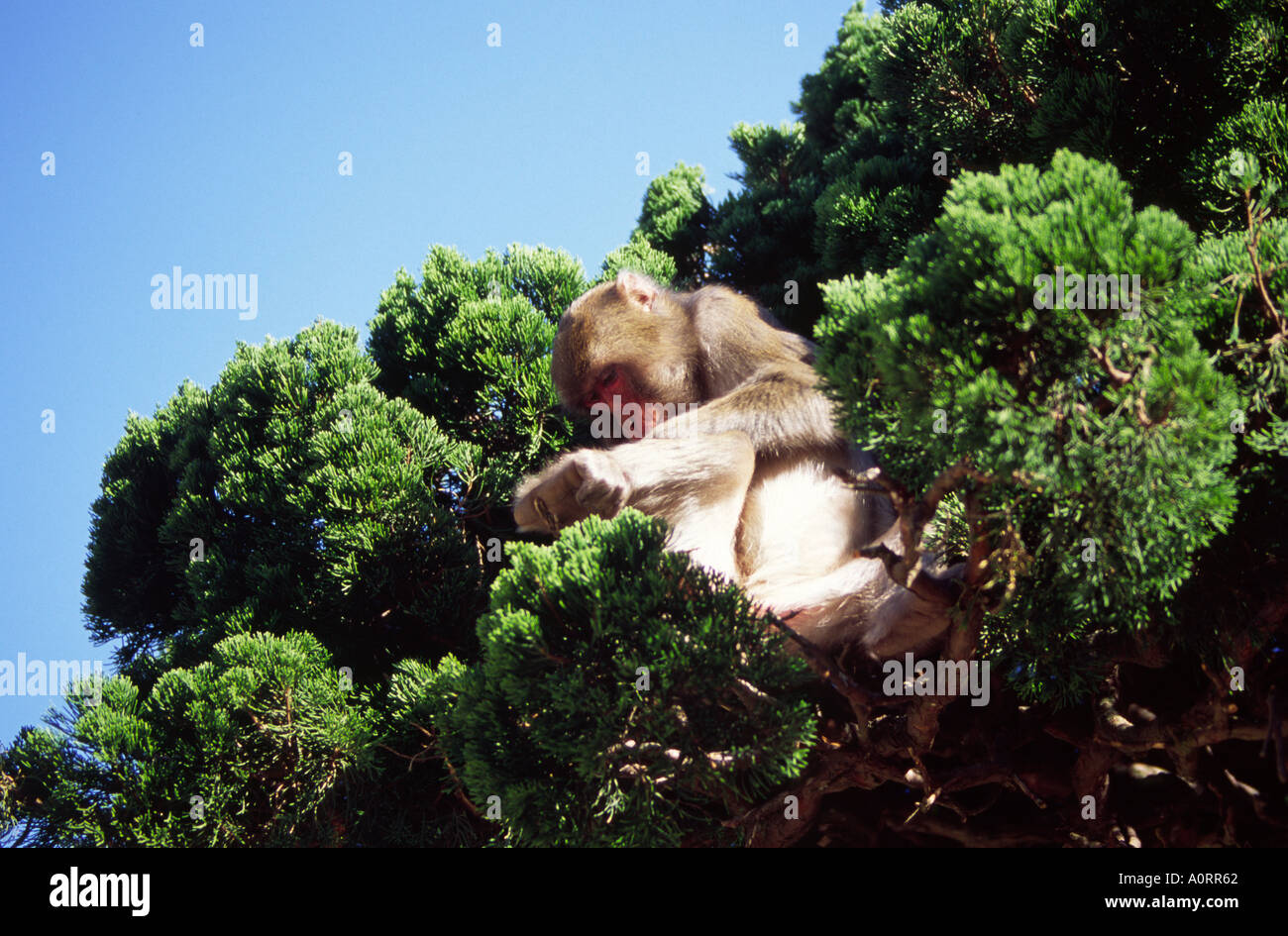 Japanese Macaque in a tree. Japan Stock Photo - Alamy