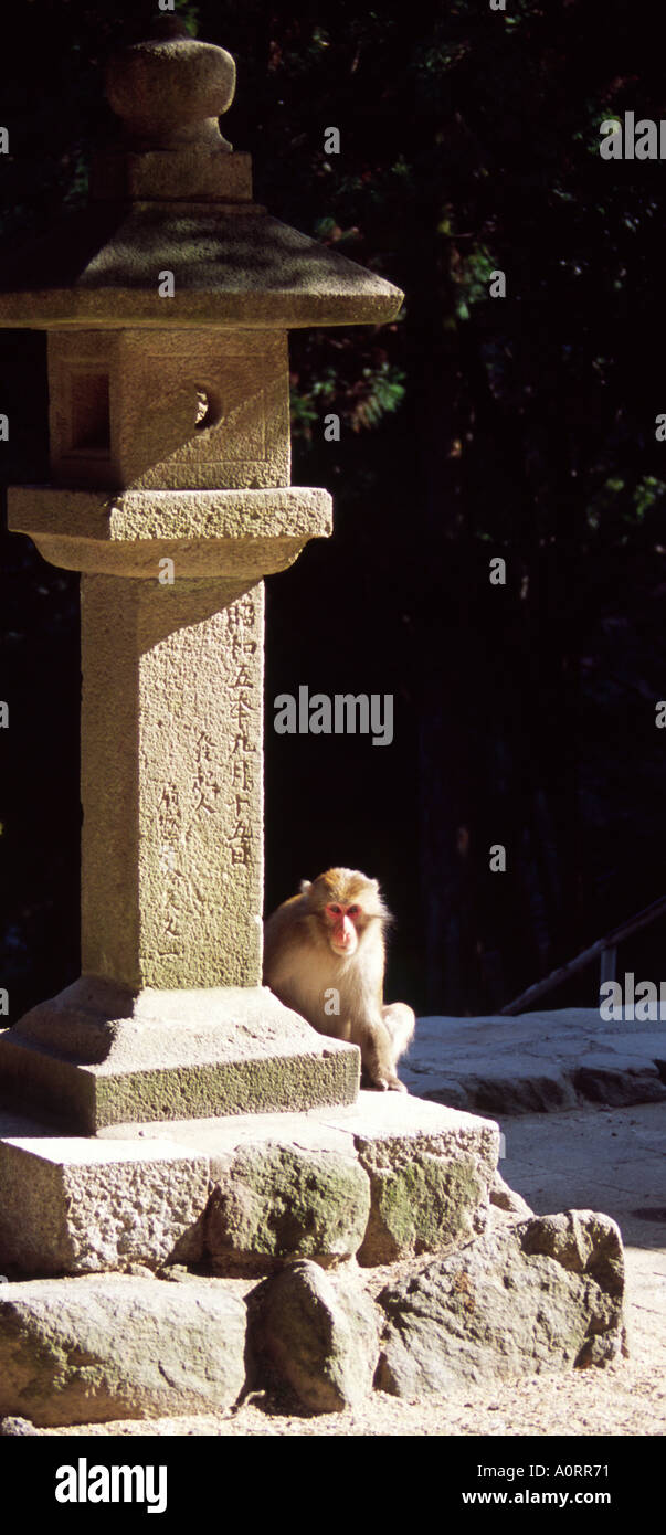 Japan temple shinto monkey hi-res stock photography and images - Alamy