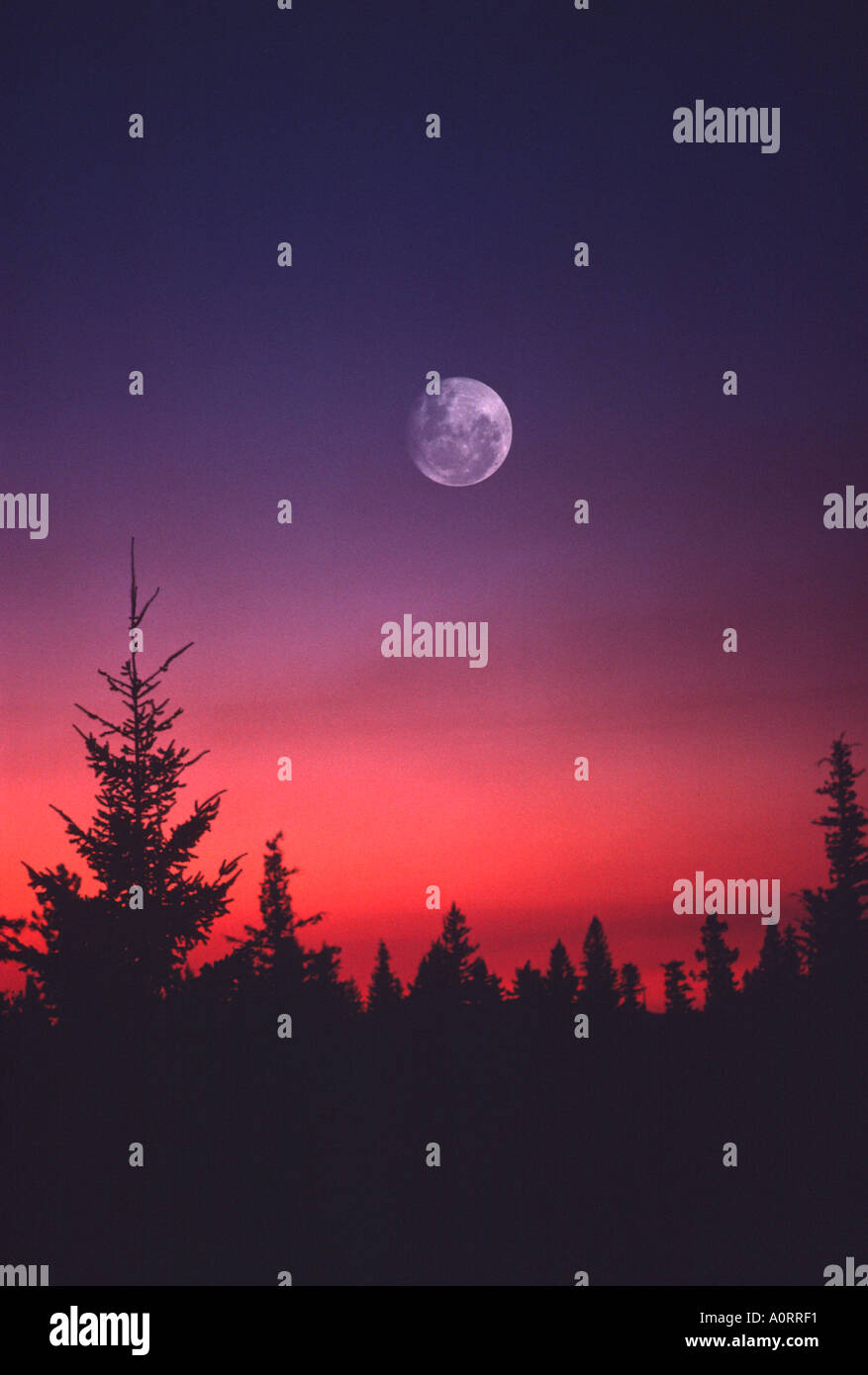 full moon at sunset douglas Fir silhouette Bunchgrass Ridge Willamette ...