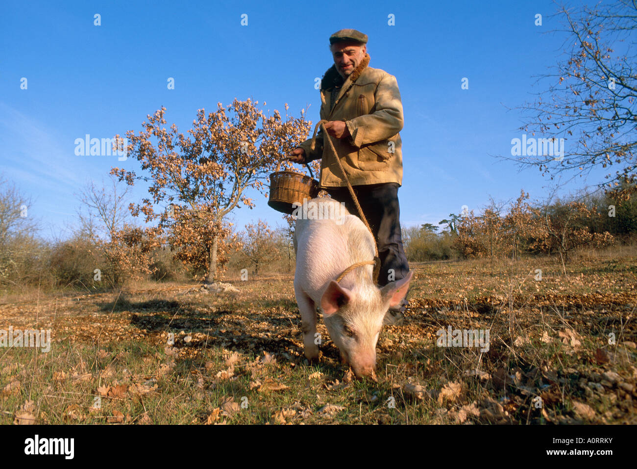 Truffle pig hi-res stock photography and images - Alamy
