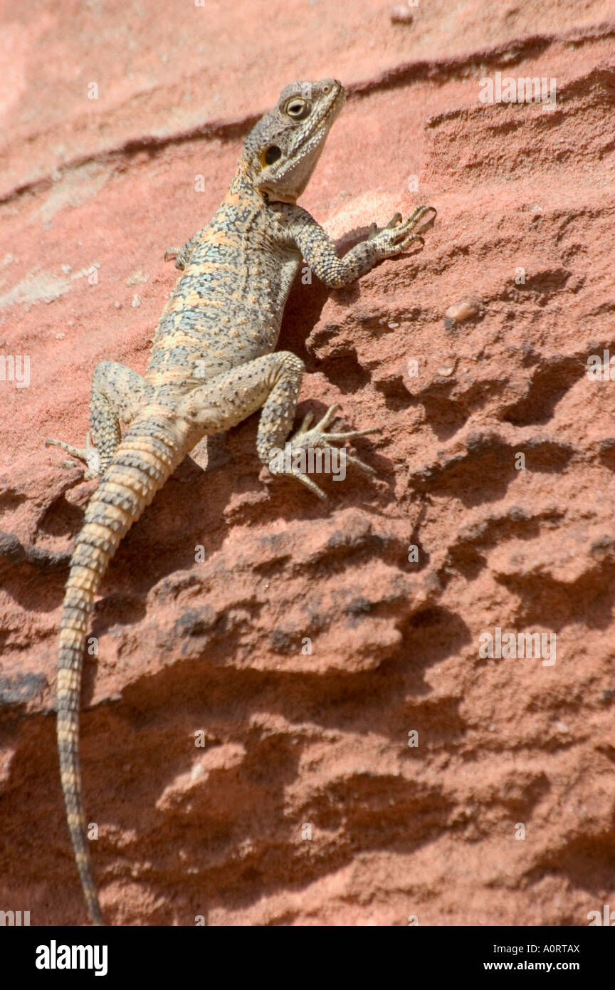 Desert lizard Petra Wadi Musa Mousa Jordan Middle East Stock Photo - Alamy