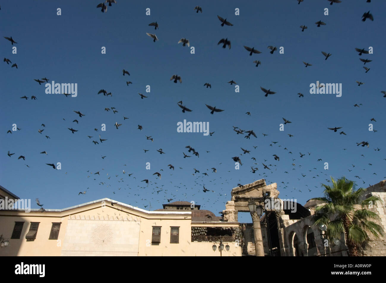 Pigeons in mosque hi-res stock photography and images - Alamy