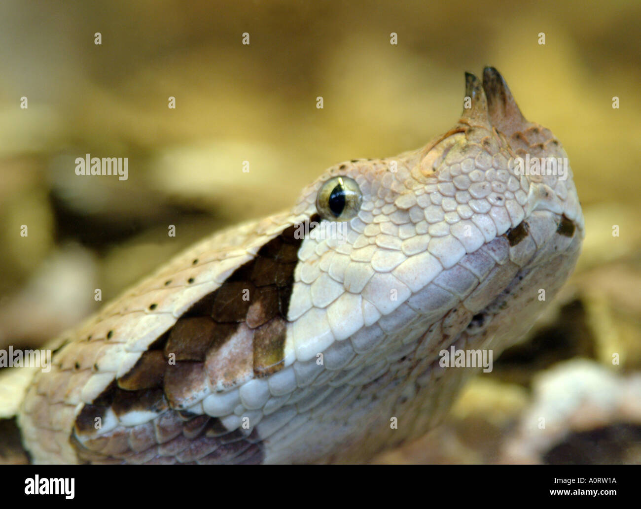 Gaboon Viper Snake Bitis gabonica rhinoceros Stock Photo - Alamy