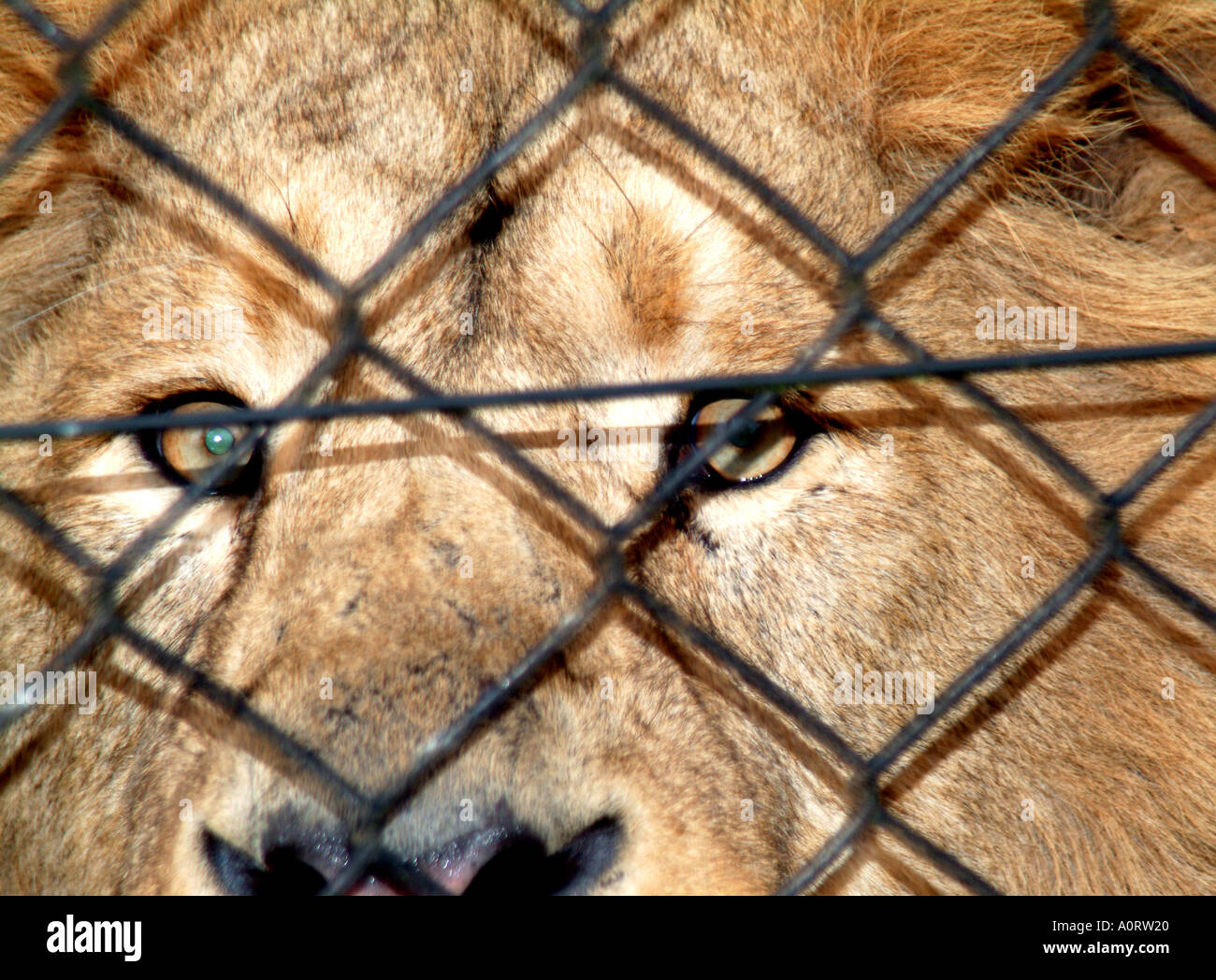 Asiatic Lion Behind Fence at Chester Zoo Cheshire England UK Stock ...