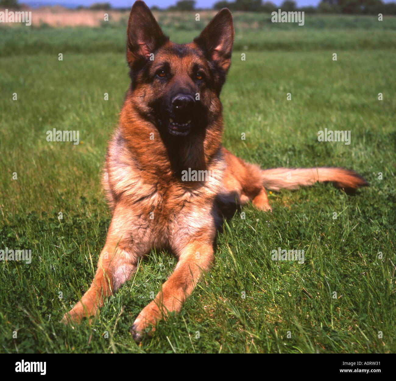 German Shepherd Dog on Grass, England, UK Stock Photo - Alamy