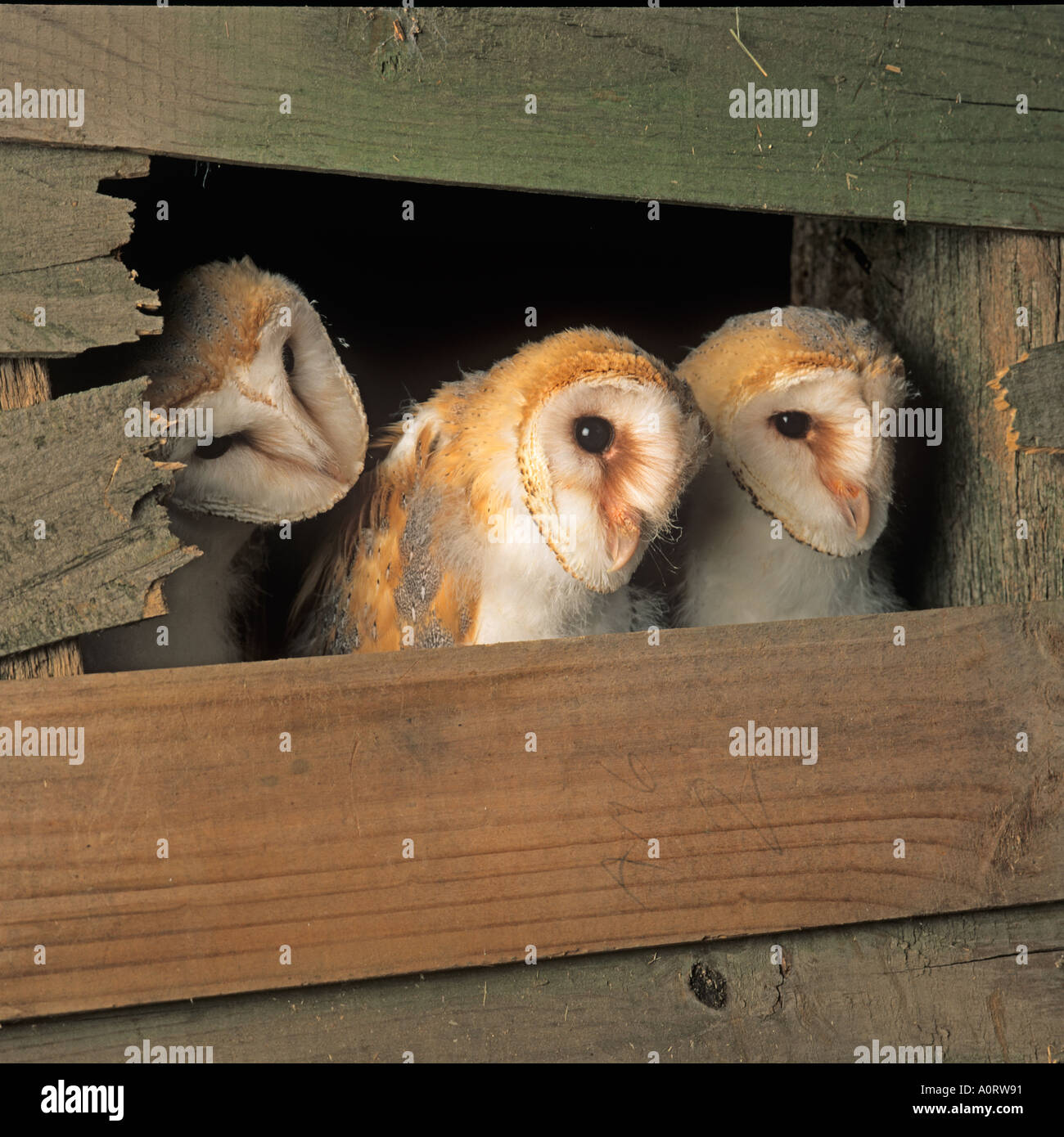 Three young Barn Owls Tyto alba in nest in farm building Stock Photo ...