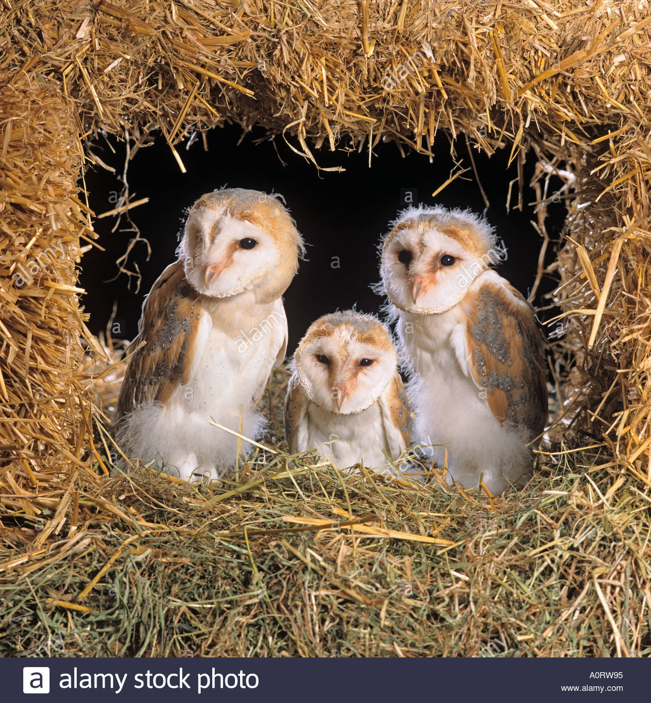 Three young Barn Owls Tyto alba in nest in farm building Stock Photo - Alamy