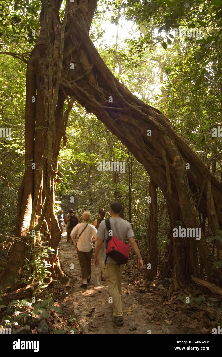 Tree roots Cat Ba Island hiking trails Halong Bay Cat Ba National Park ...