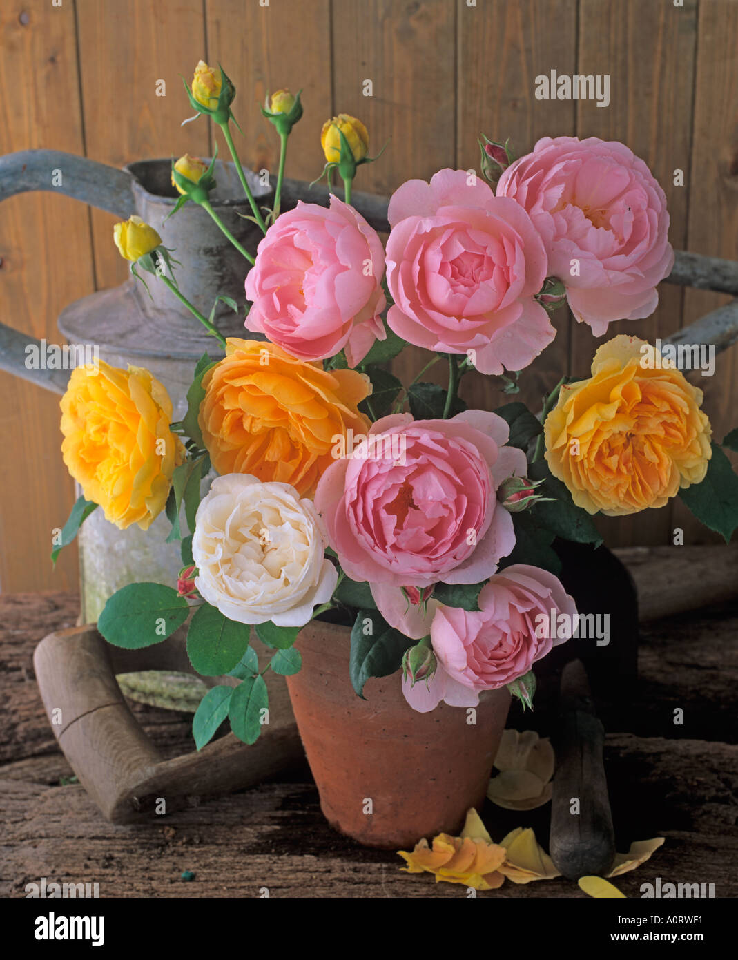 Labour roses hi-res stock photography and images - Alamy
