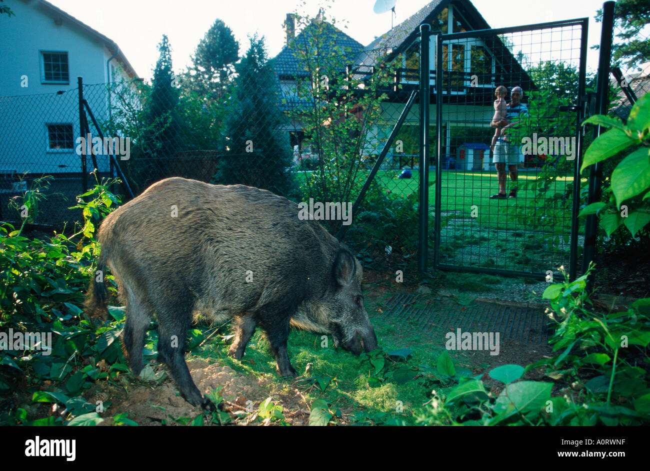 Wild Boar / Wildschwein Stock Photo - Alamy