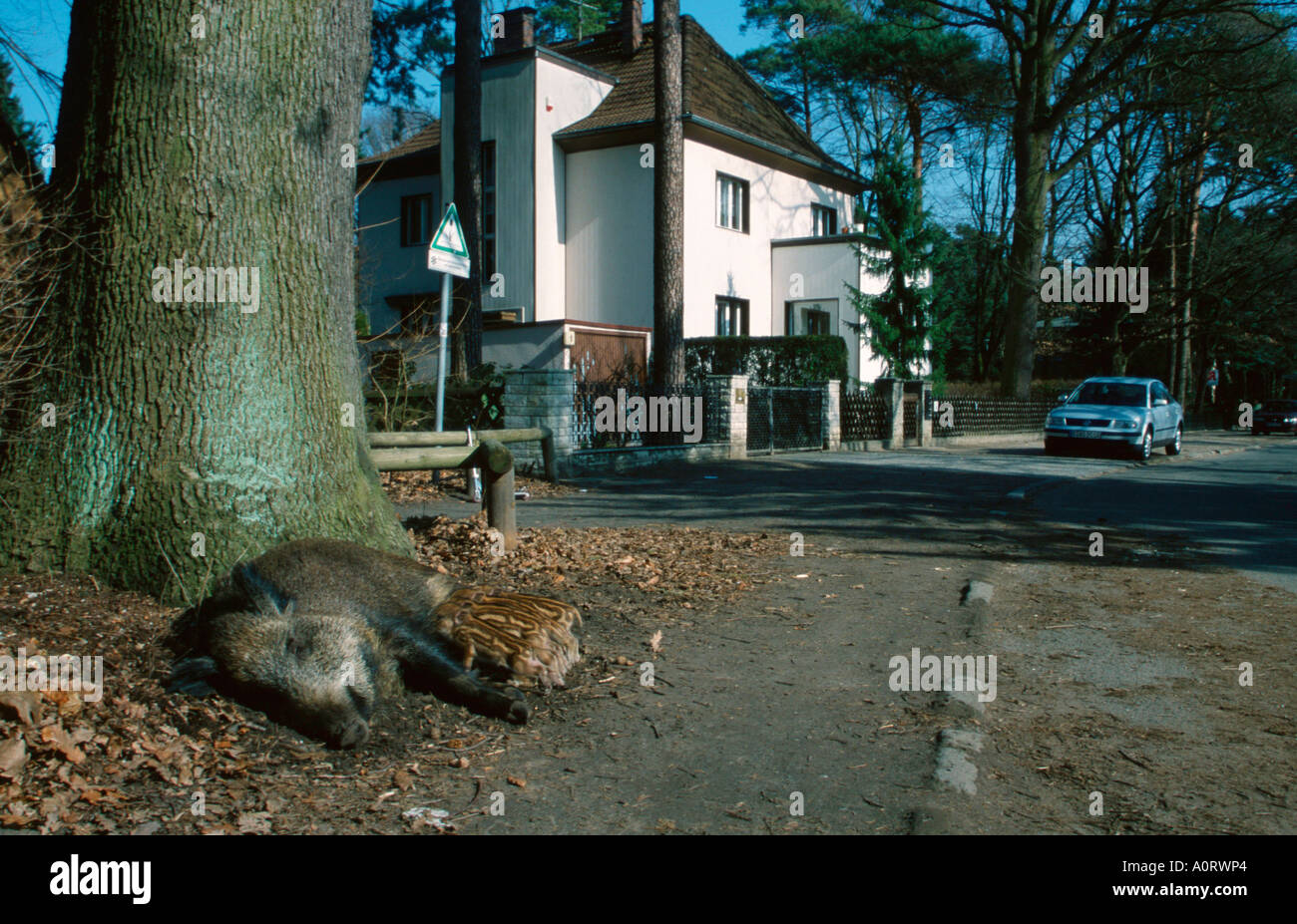 Wildschwein street hi-res stock photography and images - Alamy