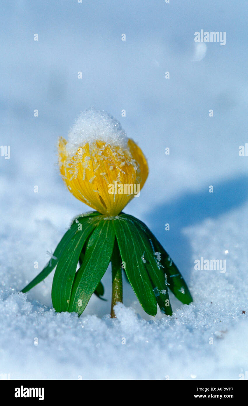 Winter Aconite / Kleiner Winterling Stock Photo - Alamy