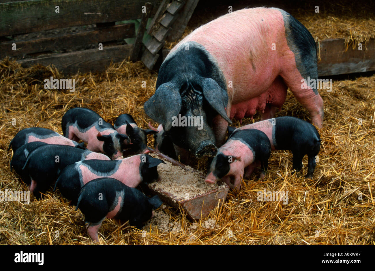 Domestic Pig / Hausschwein / Schwaebisch-Haellisches Schwein Stock ...
