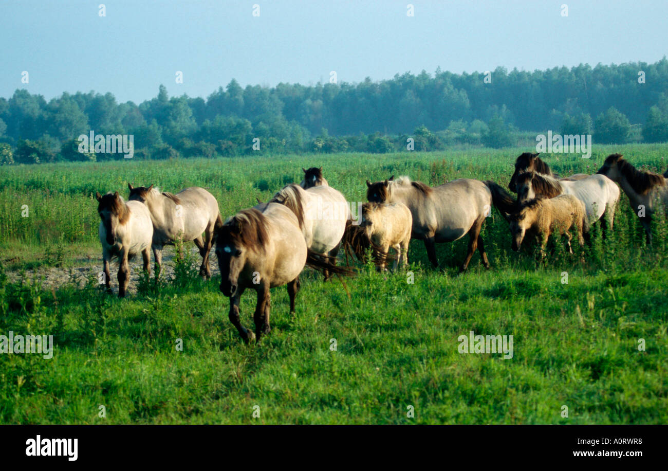 Konik pferde hi-res stock photography and images - Alamy