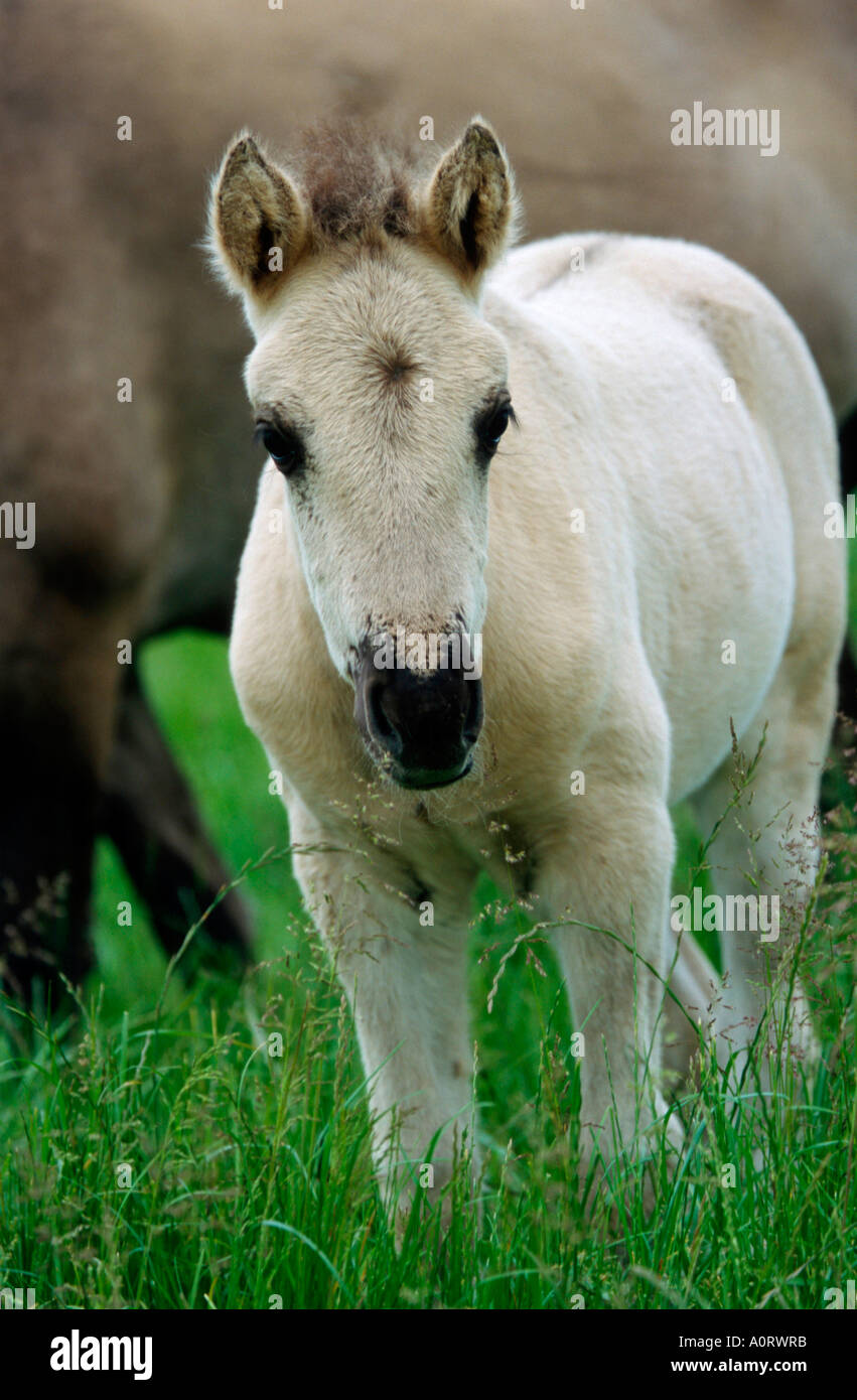 Konik Horse / Konik-Pferd Stock Photo - Alamy