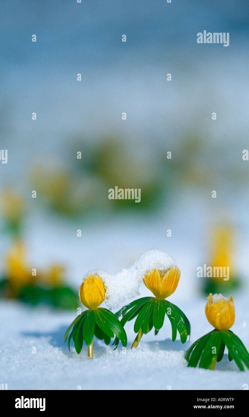 Winterlinge im schnee hi-res stock photography and images - Alamy