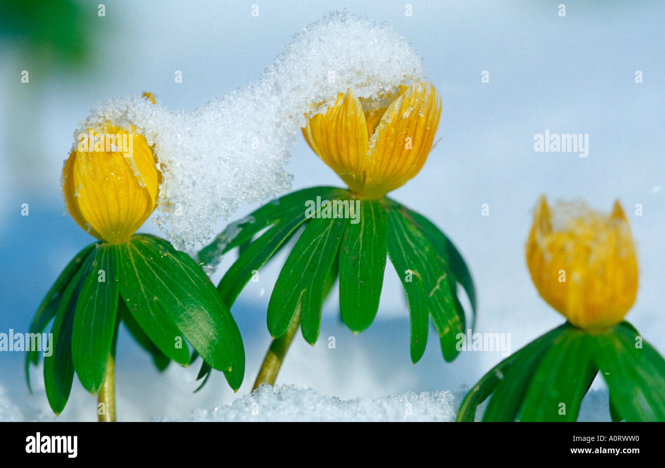 Winter Aconite / Kleiner Winterling Stock Photo - Alamy