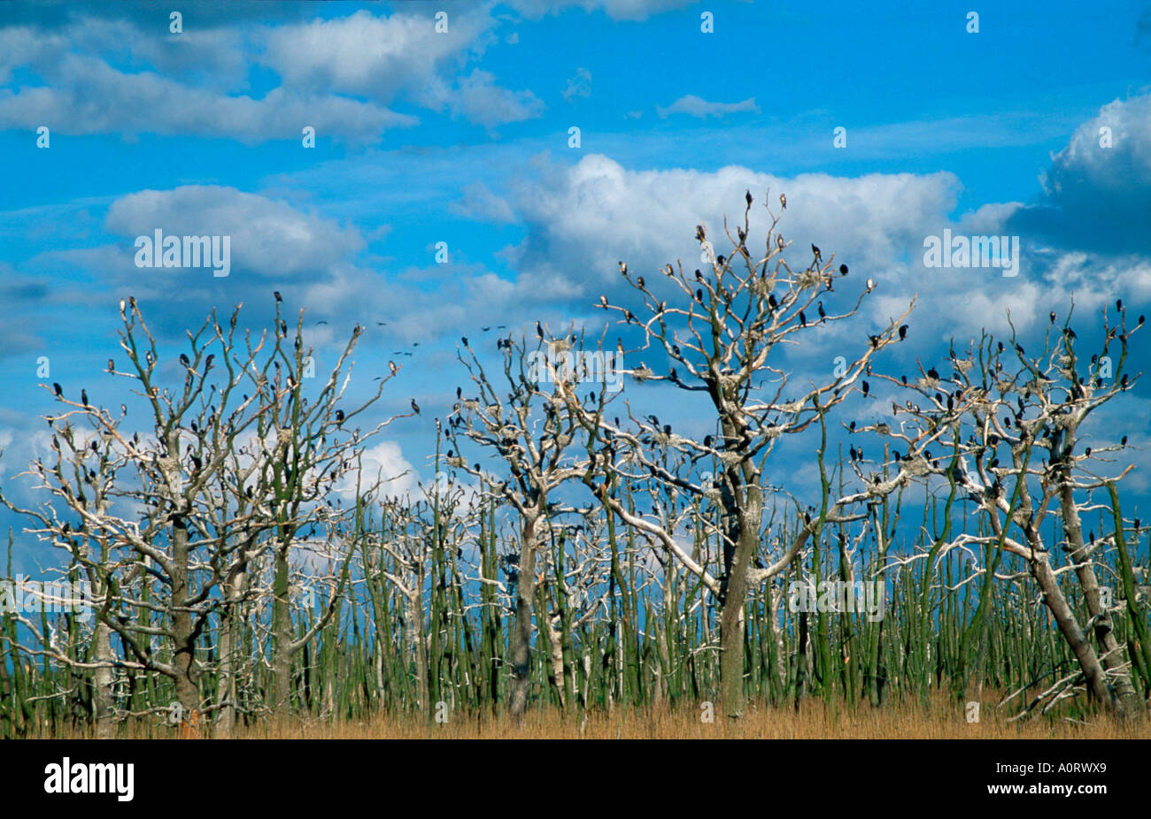 Kormorankolonie hi-res stock photography and images - Alamy