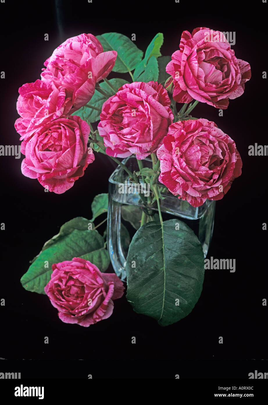 Rose Ferdinand Pichard Hybrid perpetual 1921 Stock Photo - Alamy