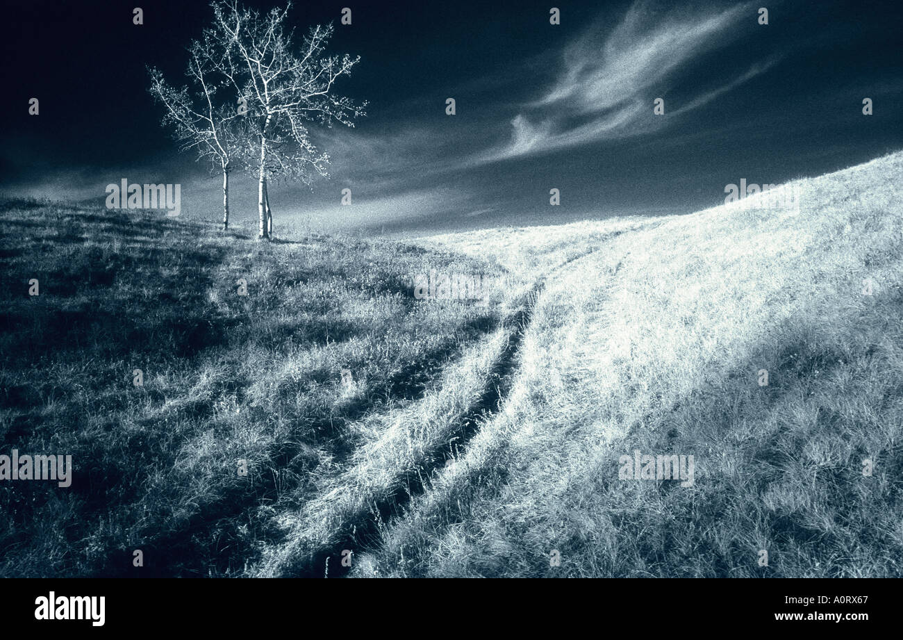 Grainy high contrast infrared image of overgrown road or path receding ...