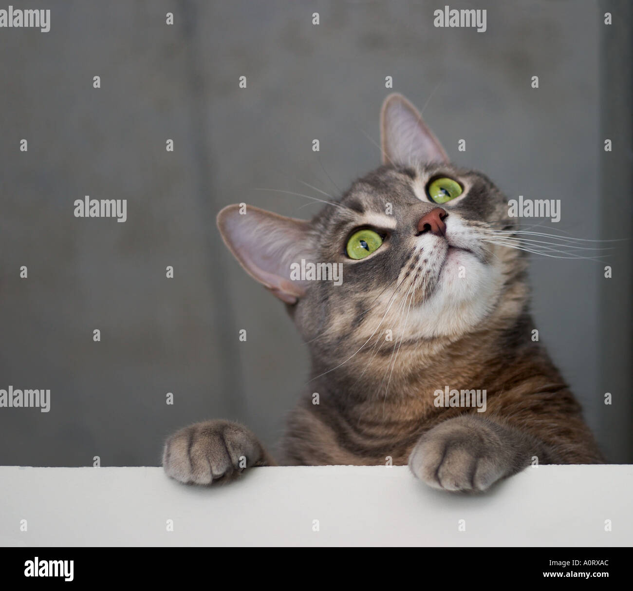 A tabby cat with an inquisitive curious expression peering over a wall ...