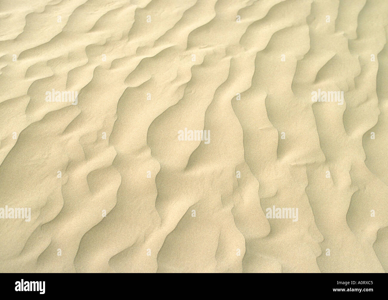 Sand ripples or waves on a dune in a desert Stock Photo - Alamy