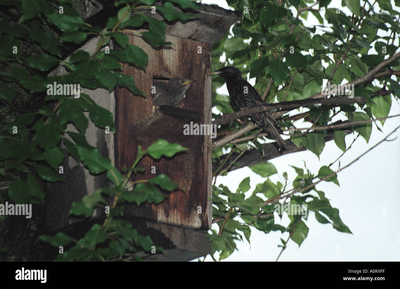 The starling film hi-res stock photography and images - Alamy