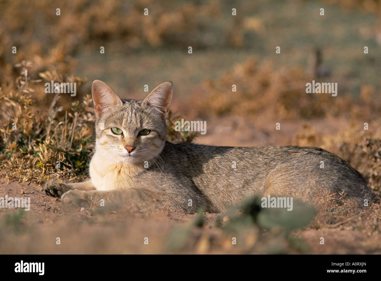African wildcat Felis lybica Kgalagadi Transfrontier Park South Africa ...