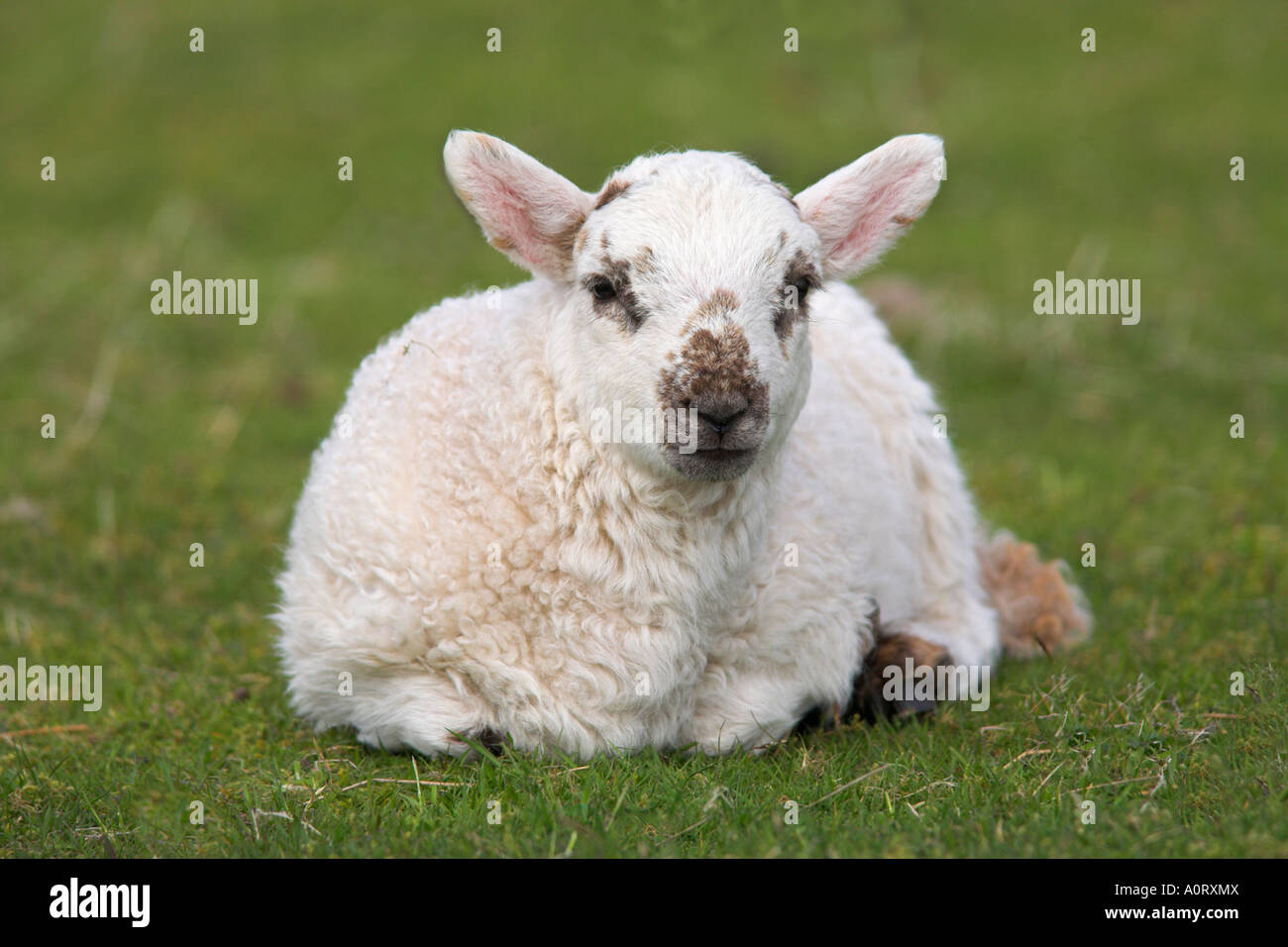 Seated lamb hi-res stock photography and images - Alamy