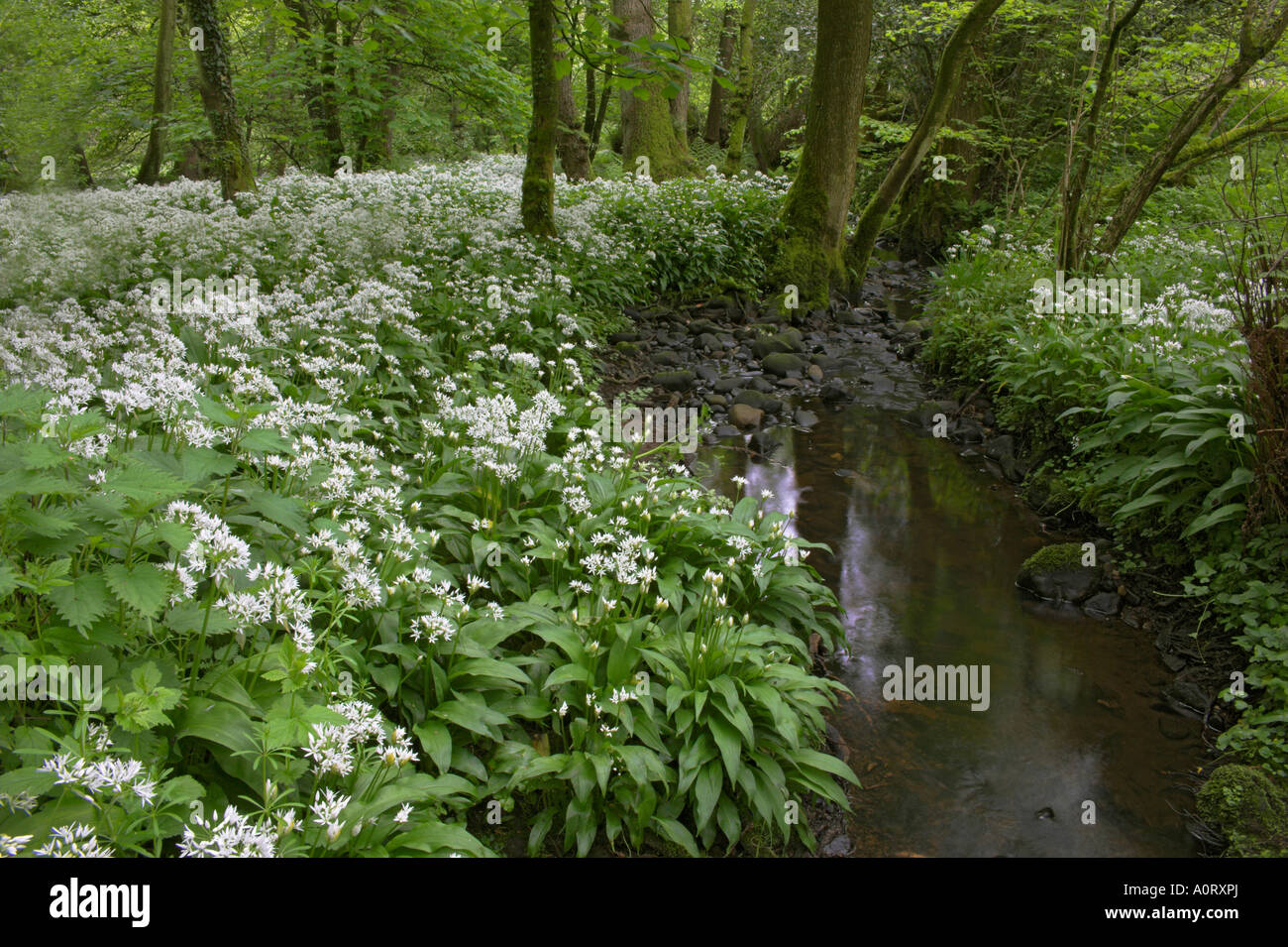 Wild garlic or ramson Allium ursinum Lancashire England United Kingdom ...