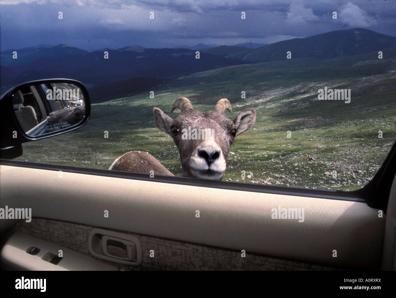 Sheep cars hi-res stock photography and images - Alamy