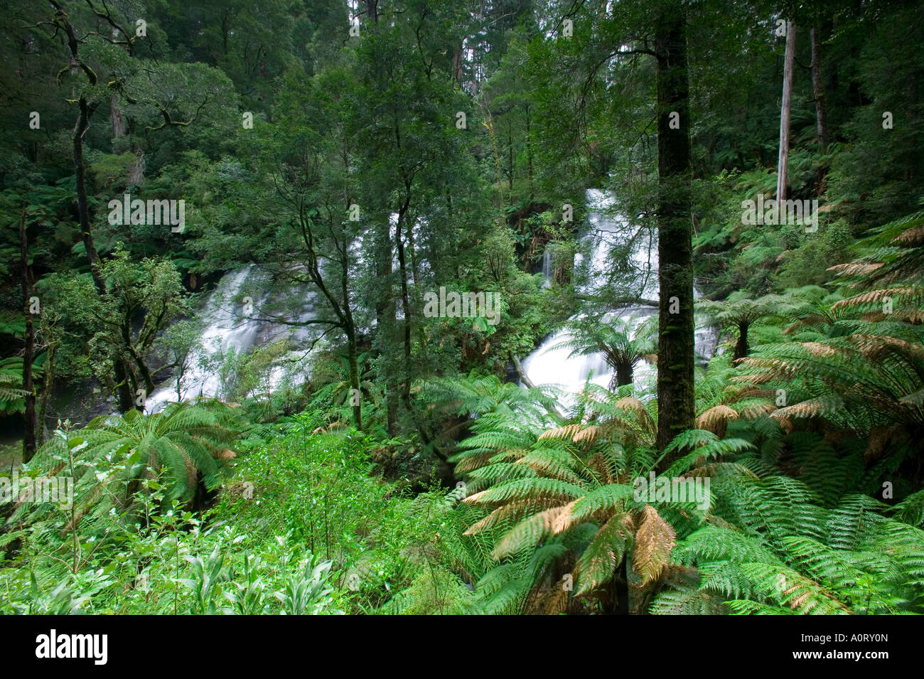 Triplet Falls Otway National Park Victoria Australia Pacific Stock ...